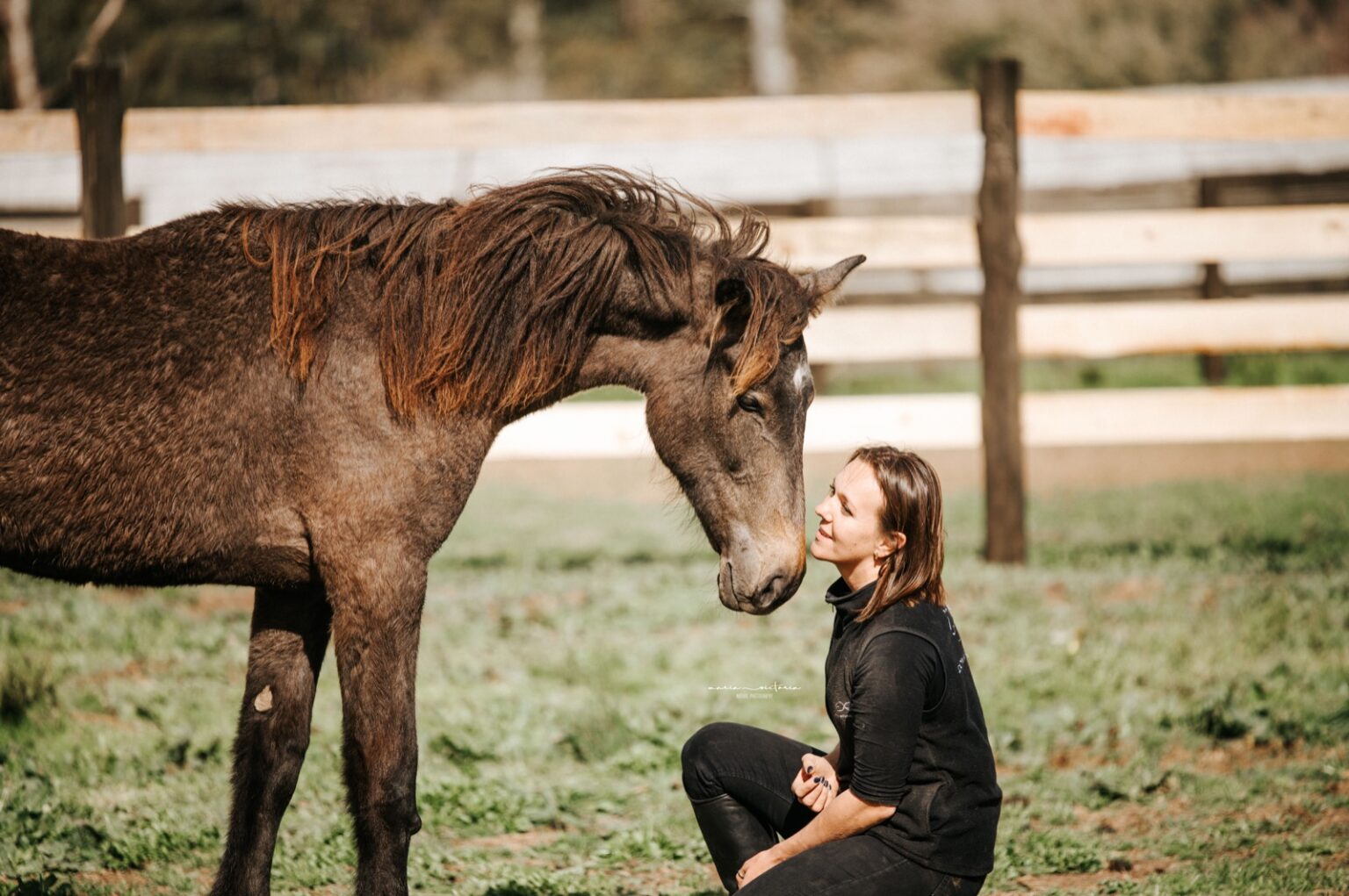 Cólicos en caballos: causas, síntomas y tratamientos - Doma Natural De ...