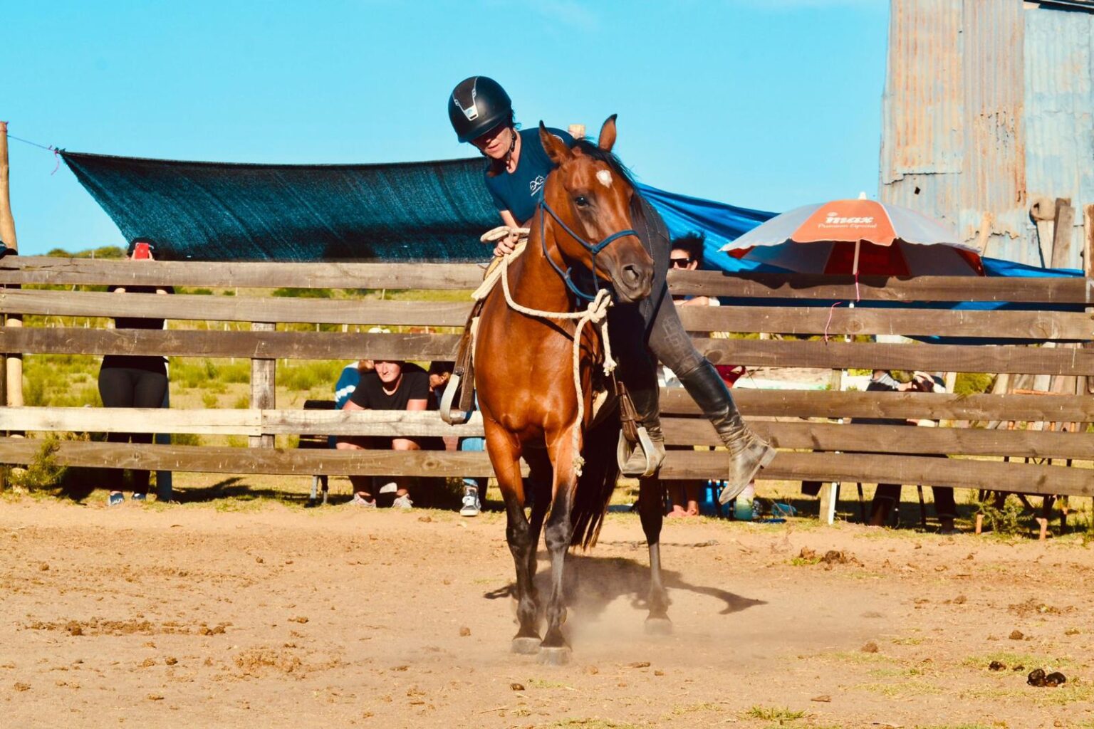 Aprende ahora como domar un caballo por Alwina Murawski