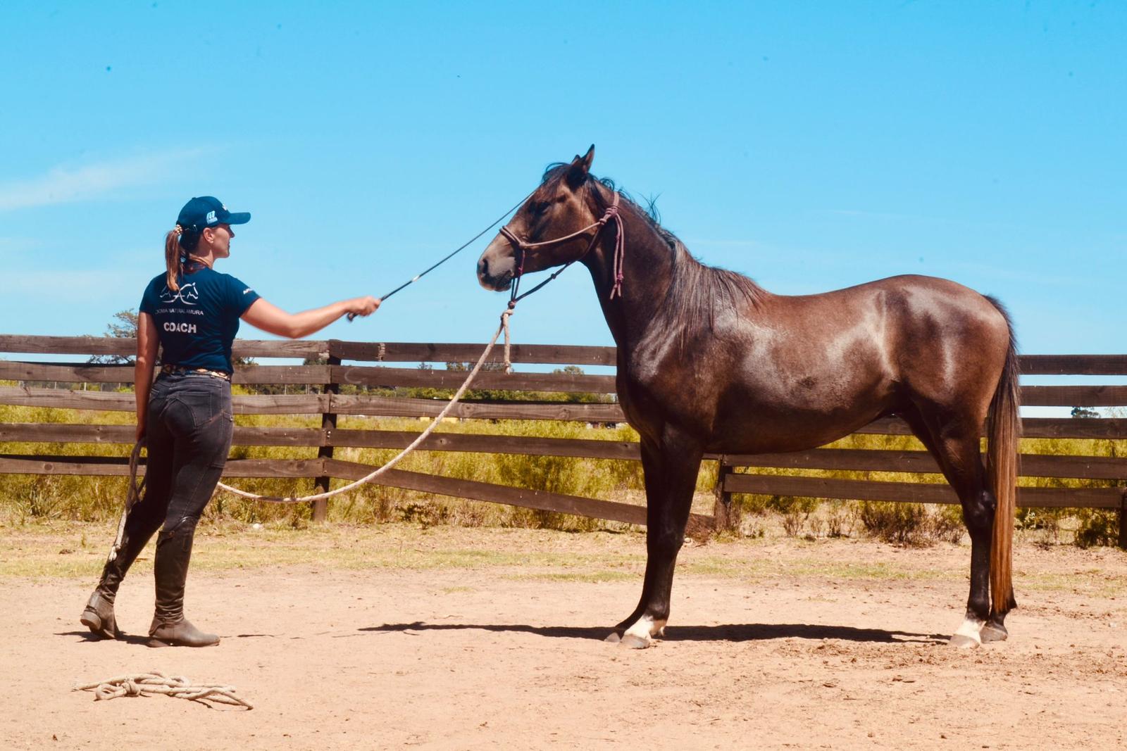 Aprende ahora como domar un caballo por Alwina Murawski