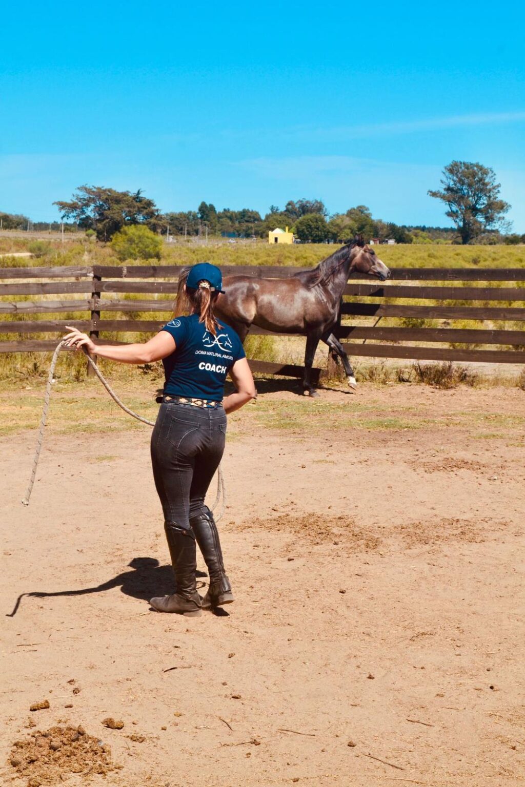 Aprende ahora como domar un caballo por Alwina Murawski