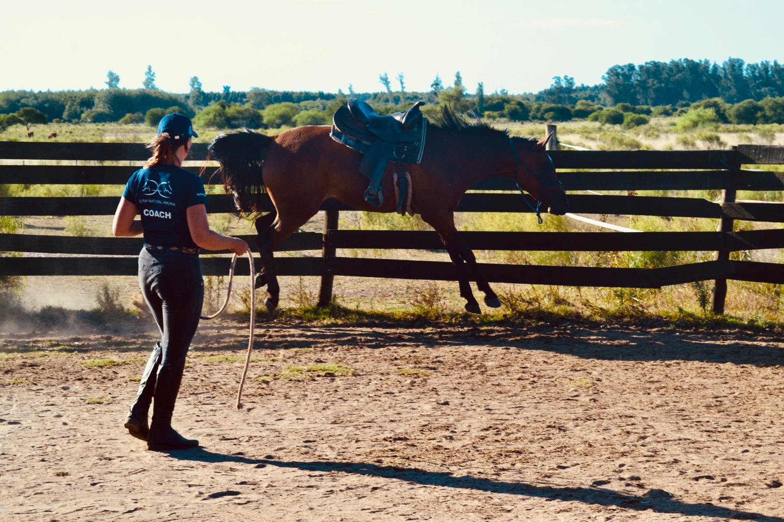 Aprende ahora como domar un caballo por Alwina Murawski